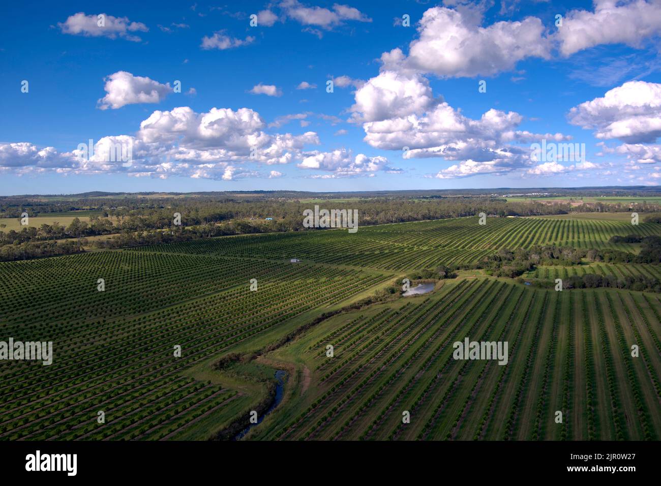 Aerial of macadamia trees plantation orchard near Gin Gin Queensland ...