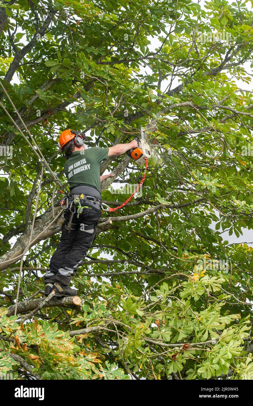 A Jon Curtis tree surgeon up in a sycamore tree hanging from ropes and ...