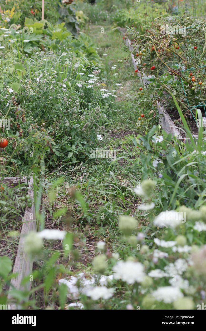 Typical common overgrown community garden with lots of huge plants ...