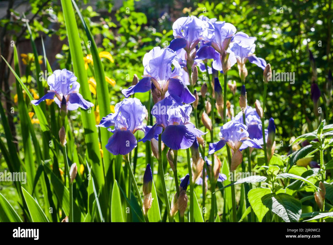 Blue iris flowers on green garden background in sunny day Stock Photo ...