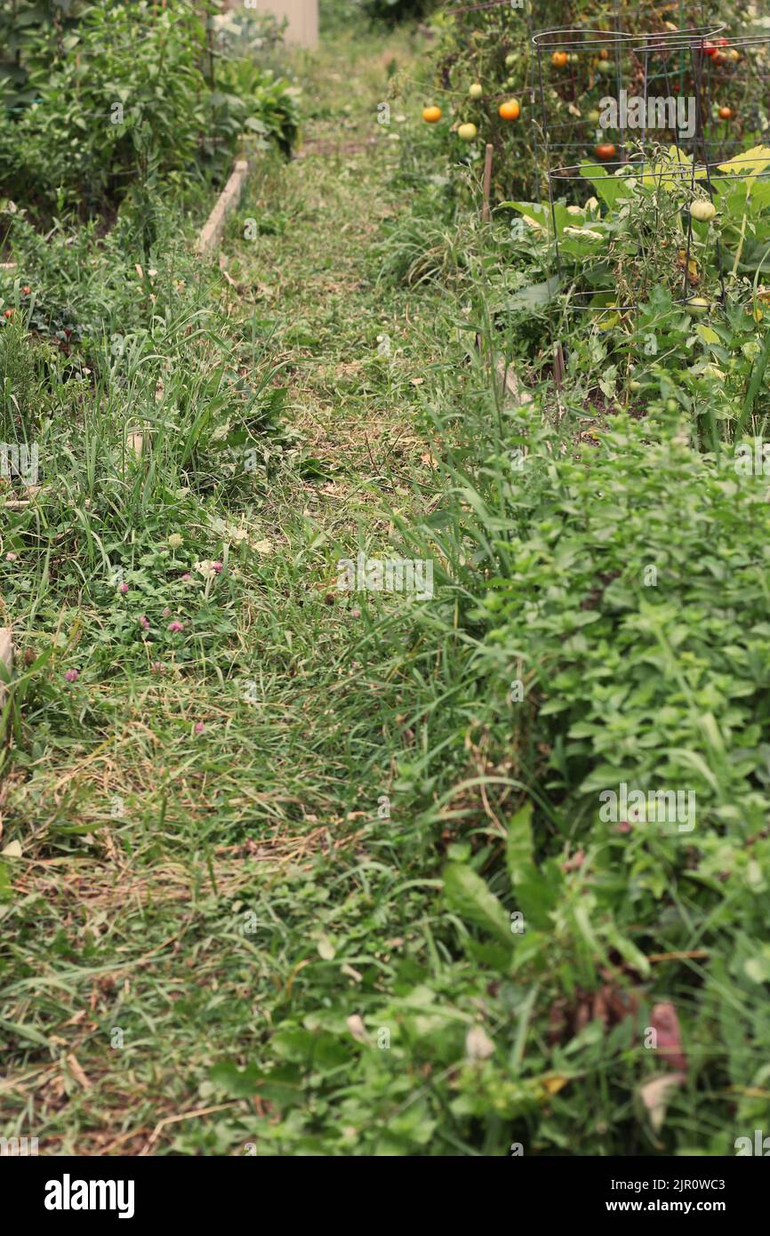 Typical common overgrown community garden with lots of huge plants ...
