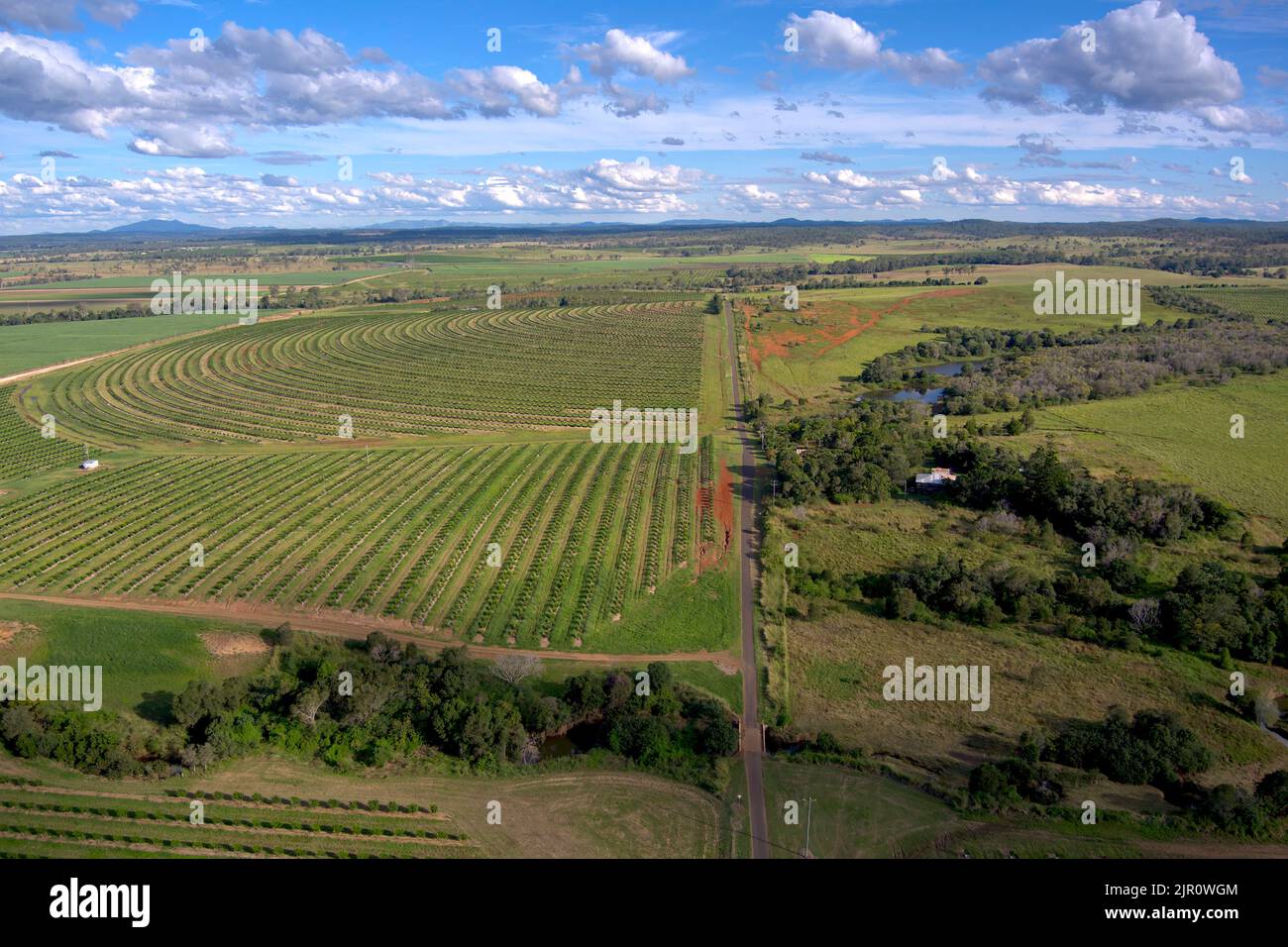 Aerial of macadamia trees plantation orchard near Gin Gin Queensland ...