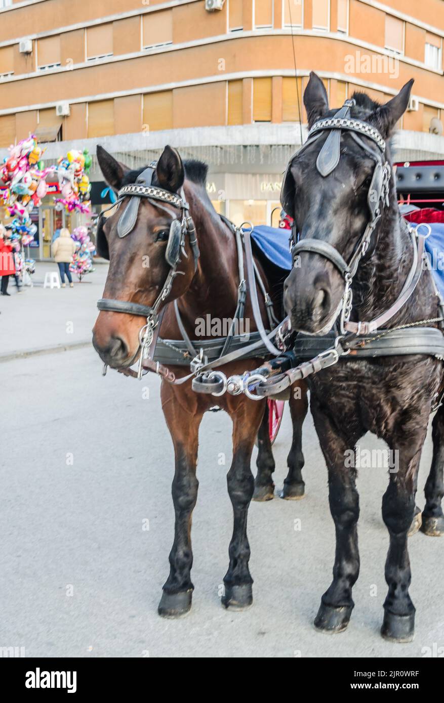 Novi Sad, Serbia - December 13. 2019: Downtown Novi Sad. Two horses ...