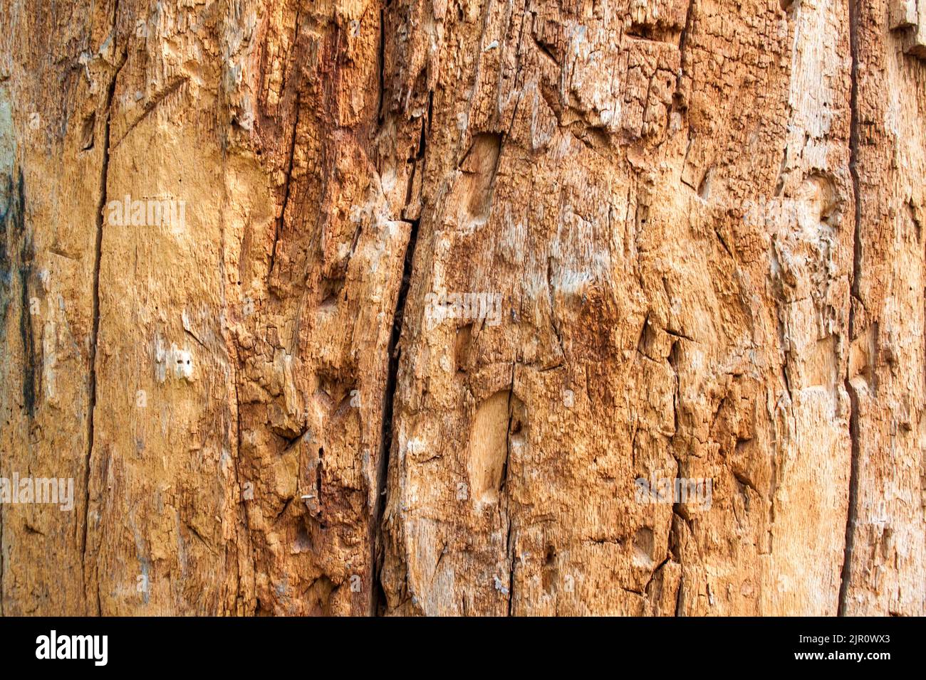 Closeup of old tree trunk without bark with marks of throwing knives ...