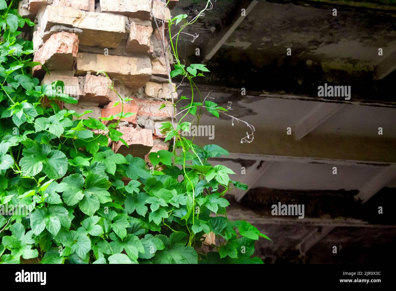 Green hop plant climbing on brick wall fragment of abandoned factory ...