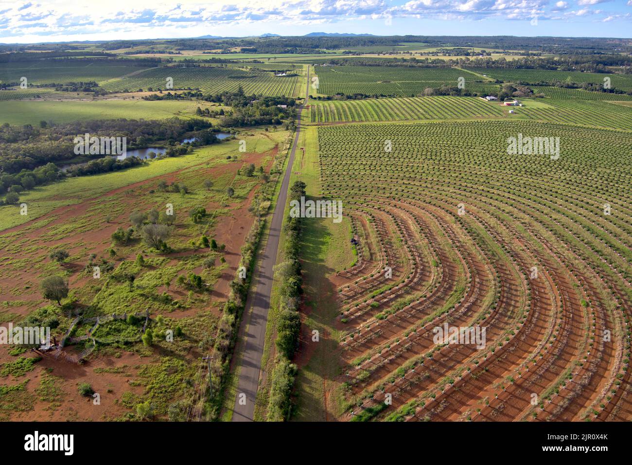 Aerial of macadamia trees plantation orchard near Gin Gin Queensland ...
