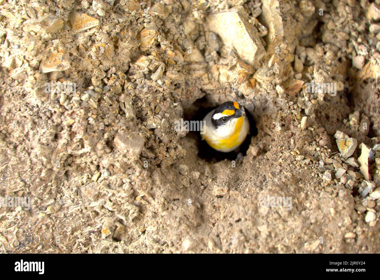 Striated Pardalote (Black-headed) at nesting site. Pardalotes or peep ...