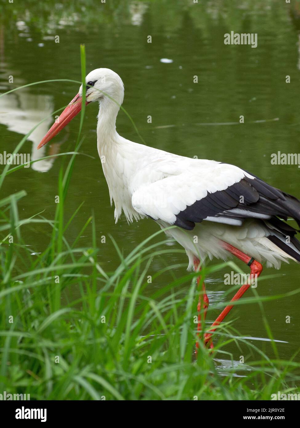 storks in germany Stock Photo - Alamy