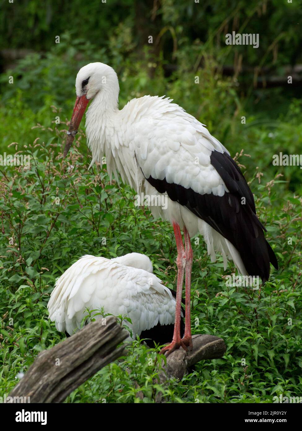 storks in germany Stock Photo - Alamy