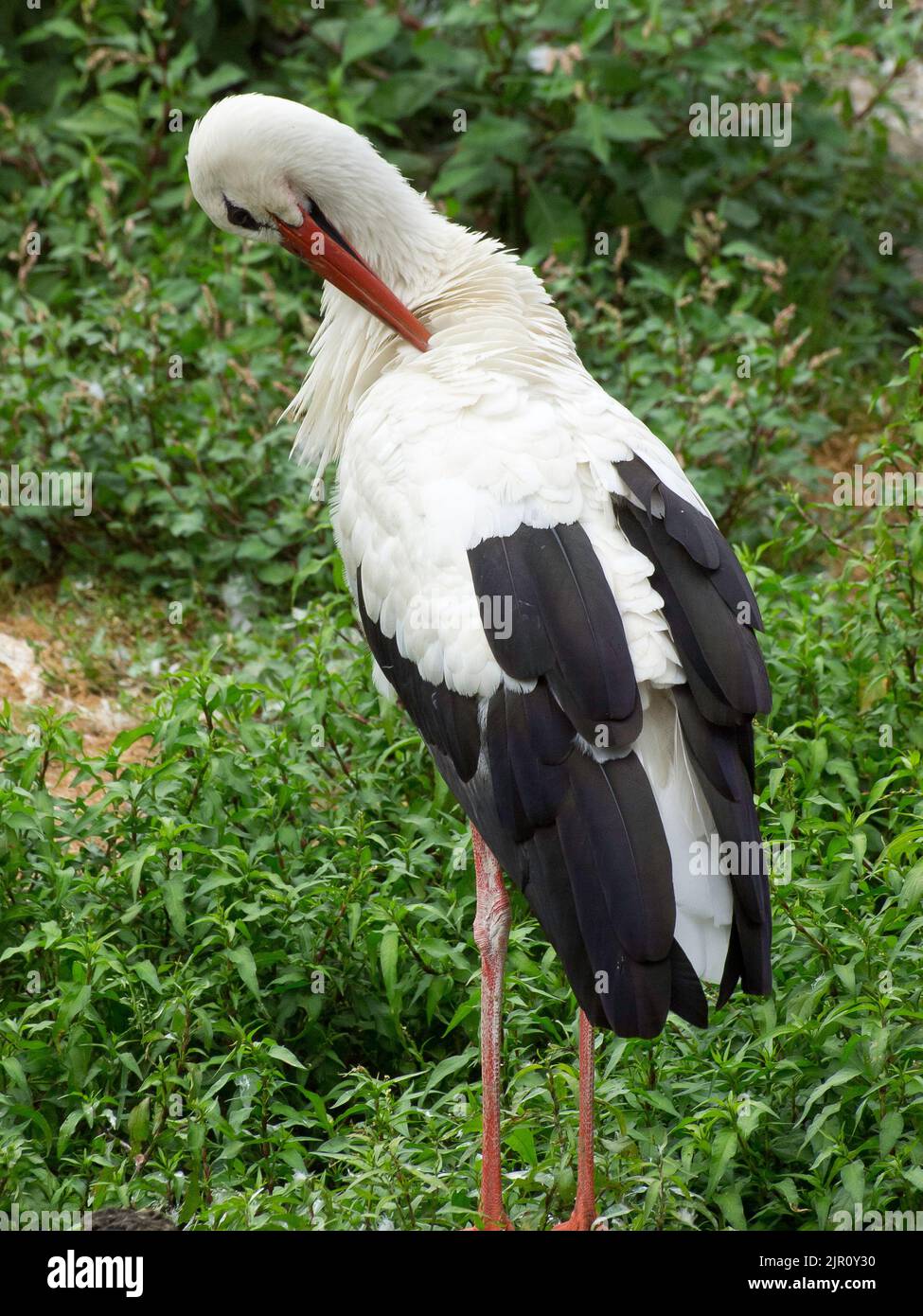 storks in germany Stock Photo - Alamy