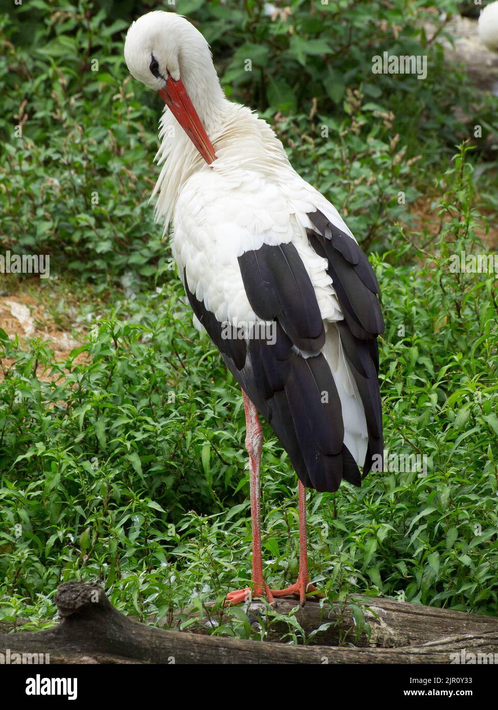 storks in germany Stock Photo - Alamy