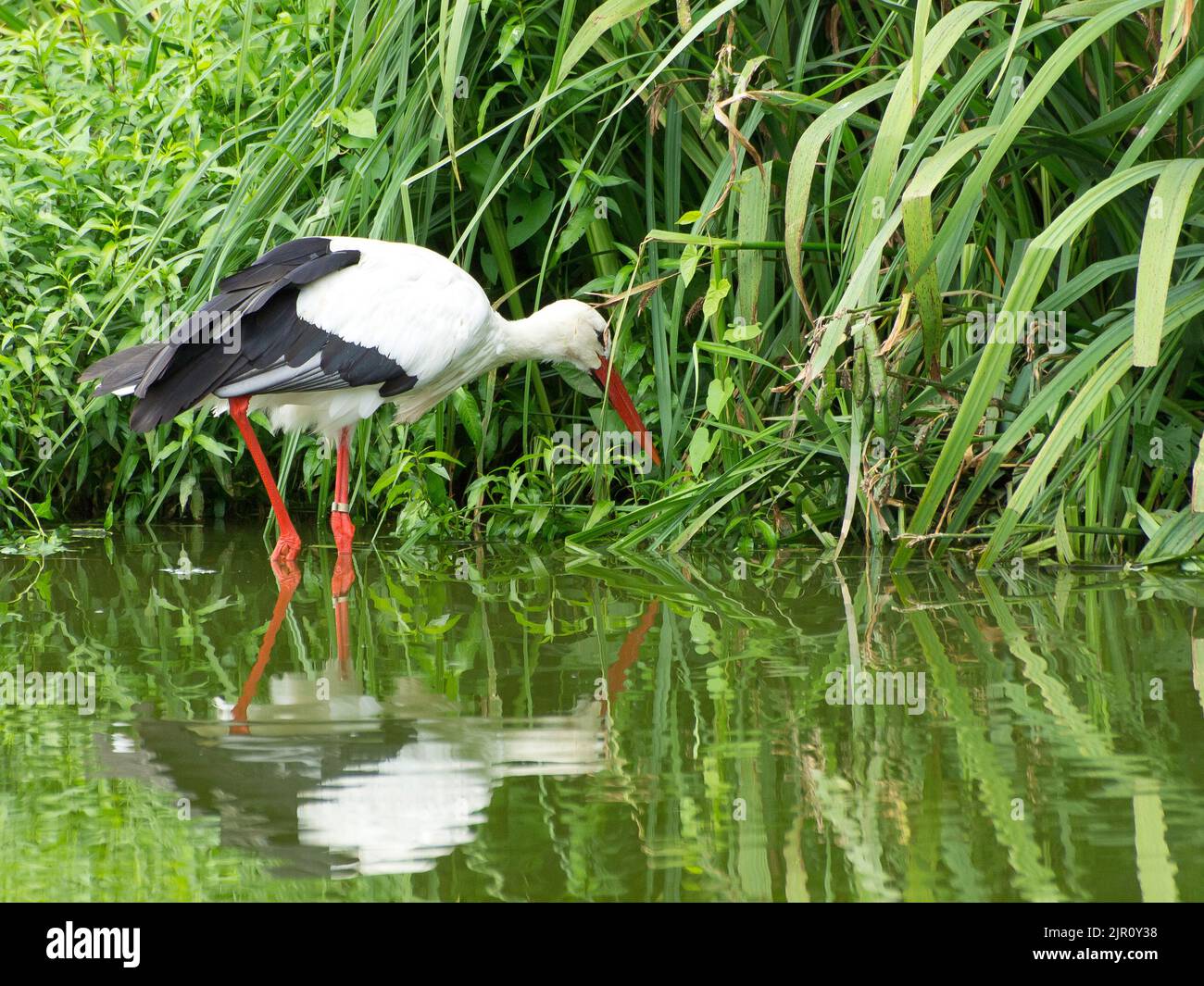 storks in germany Stock Photo - Alamy