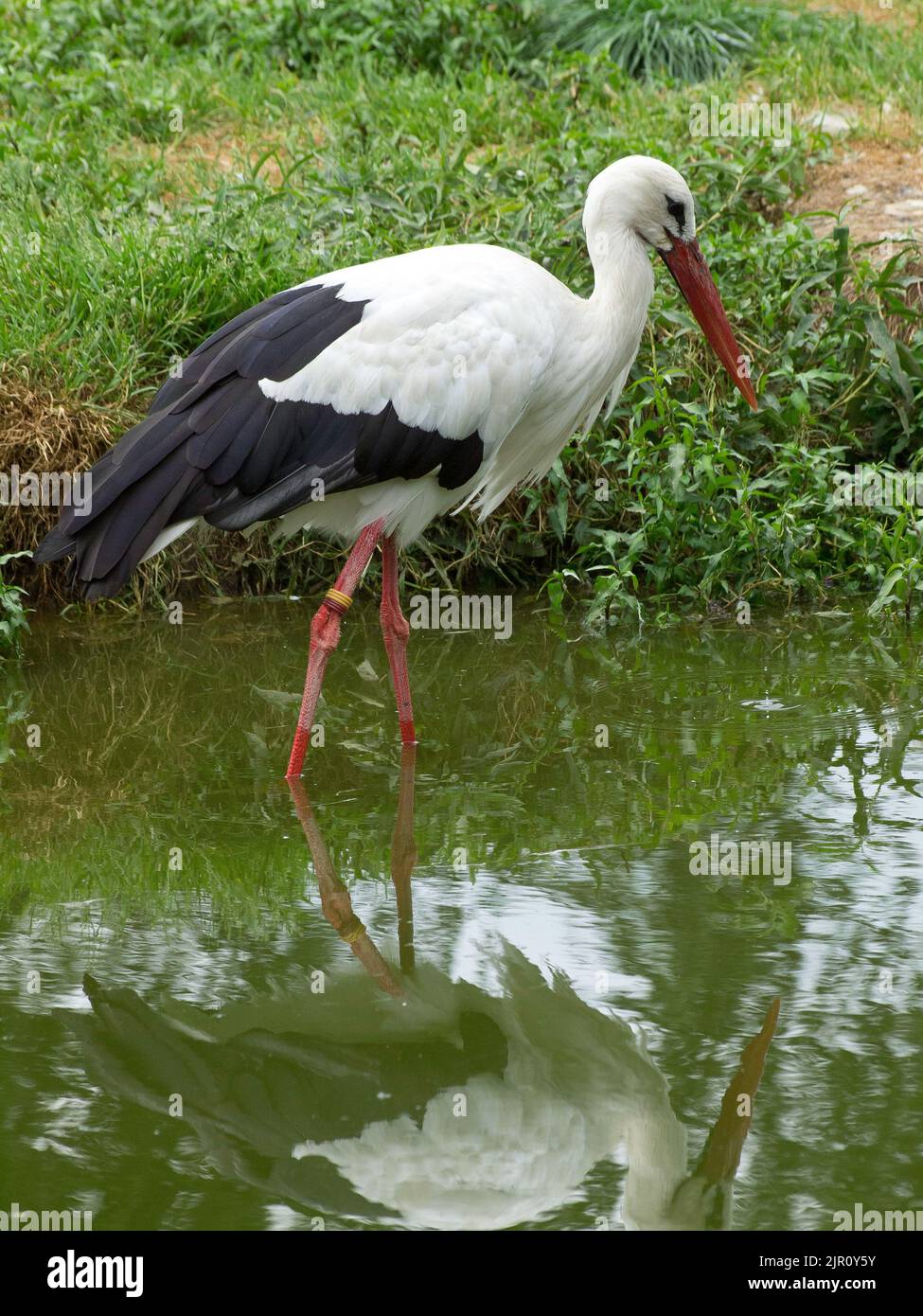 storks in germany Stock Photo - Alamy