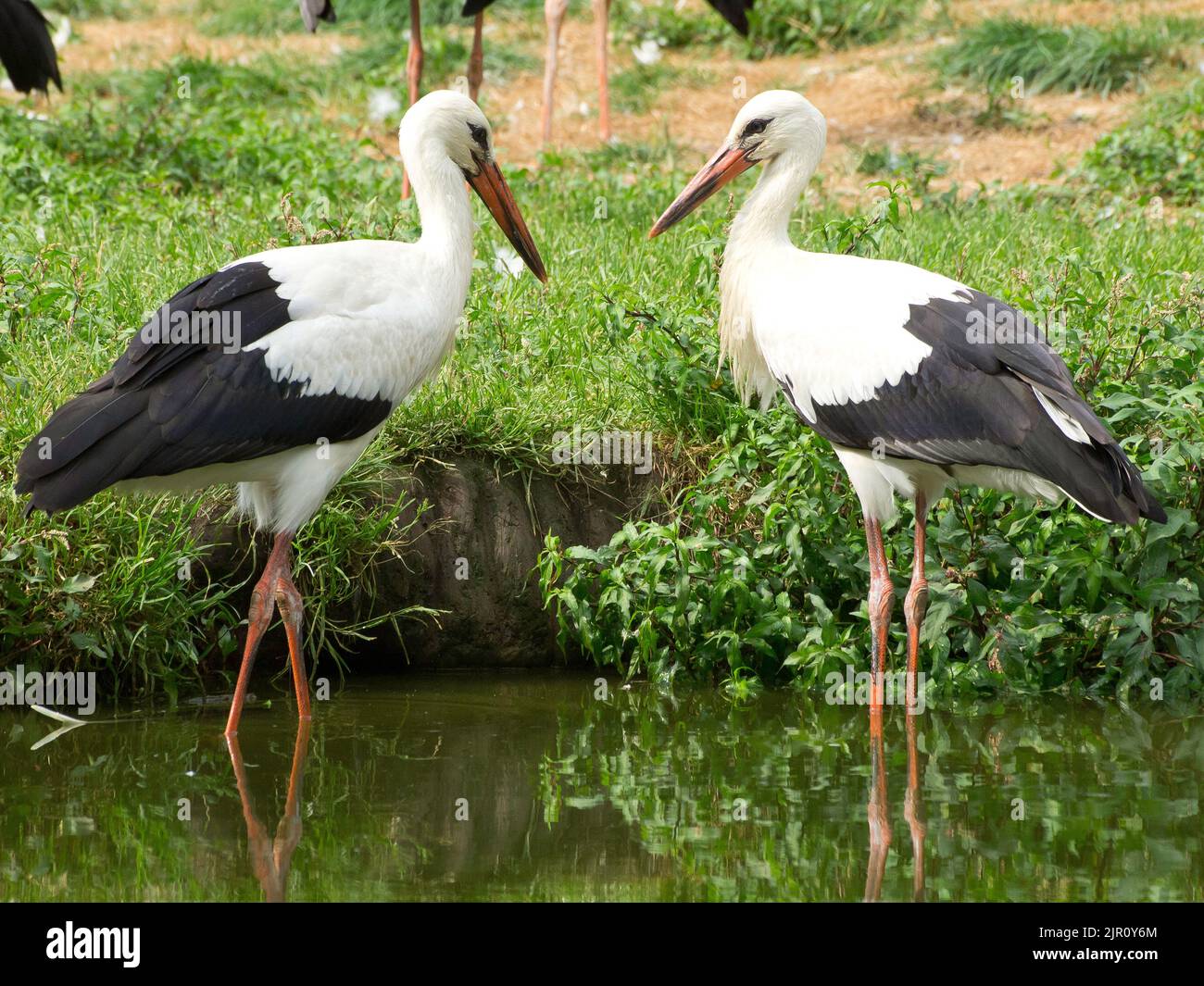 storks in germany Stock Photo - Alamy