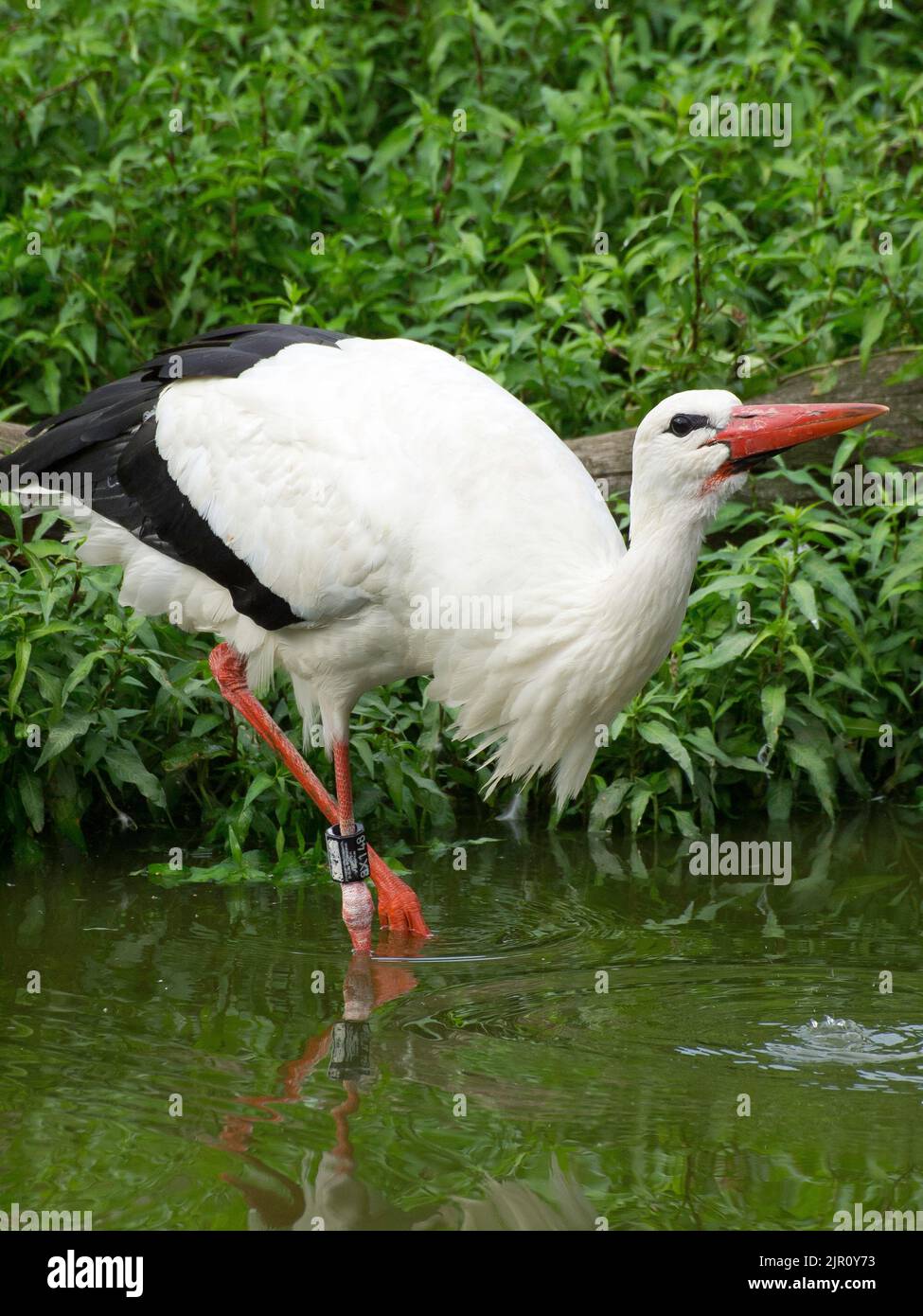 storks in germany Stock Photo - Alamy
