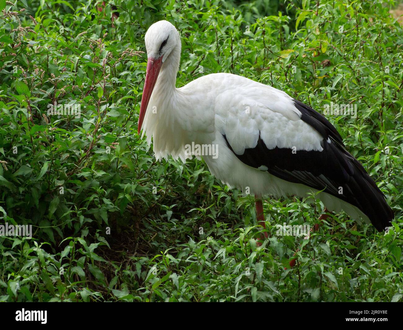 storks in germany Stock Photo - Alamy