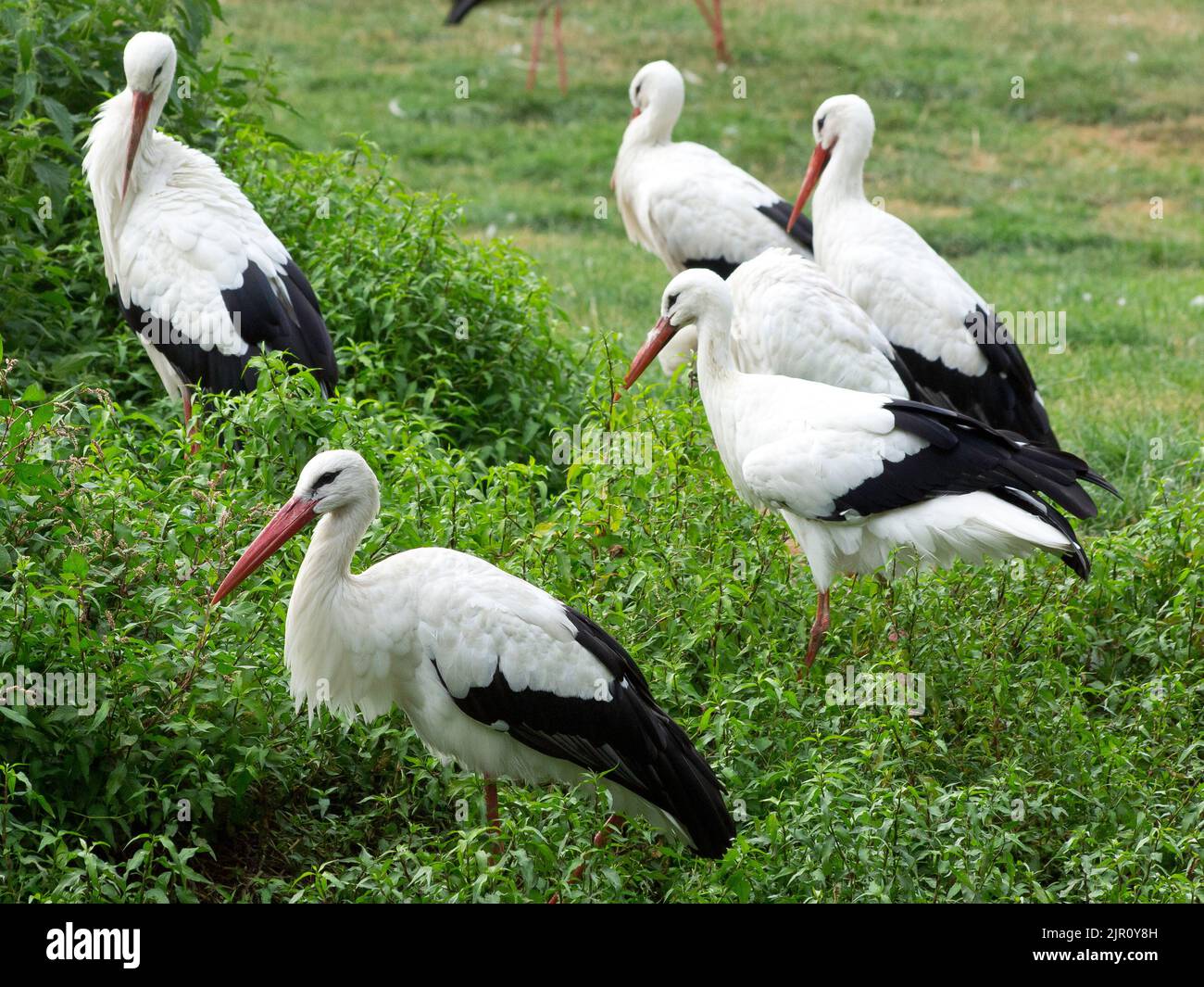 storks in germany Stock Photo - Alamy