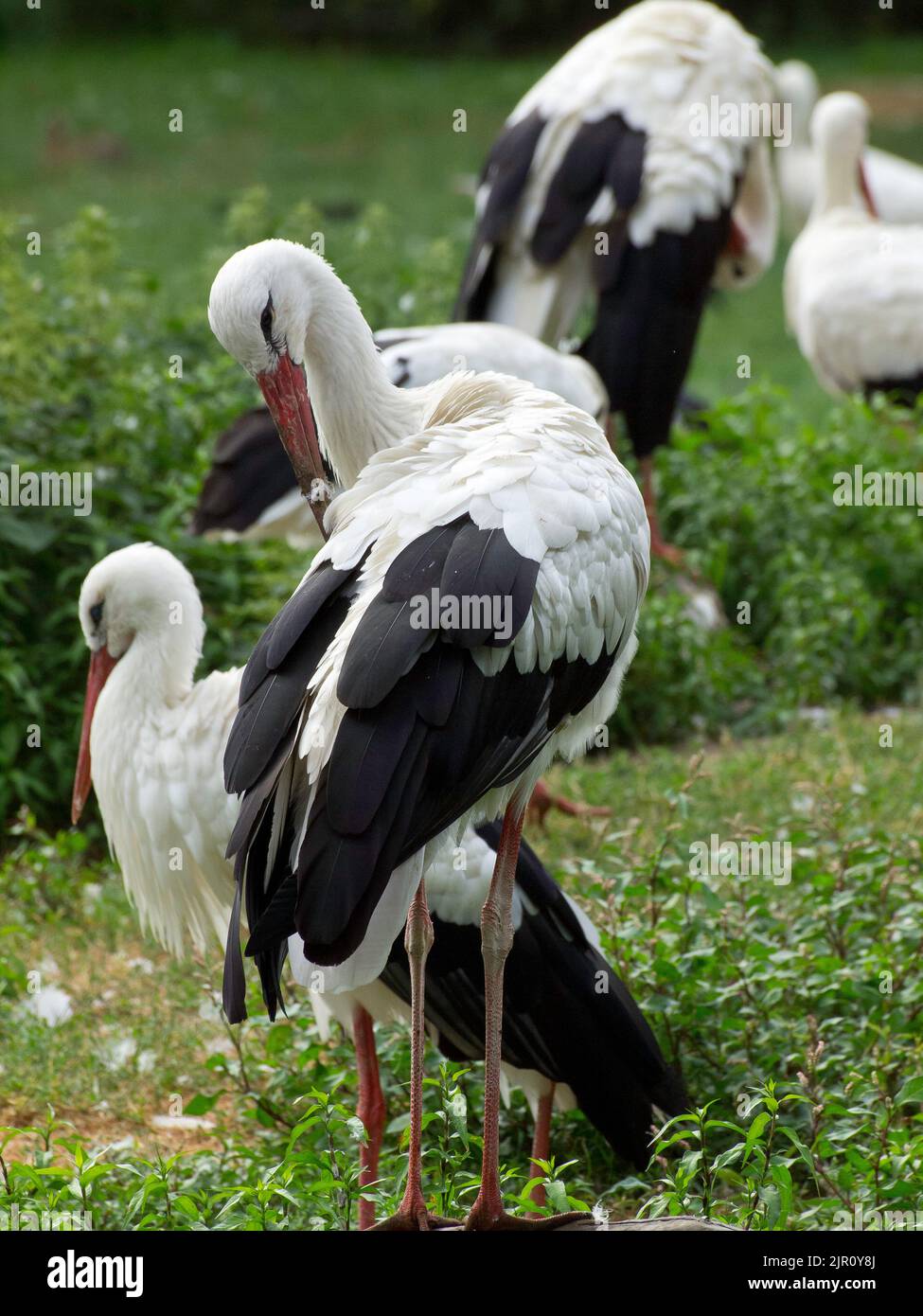 storks in germany Stock Photo - Alamy