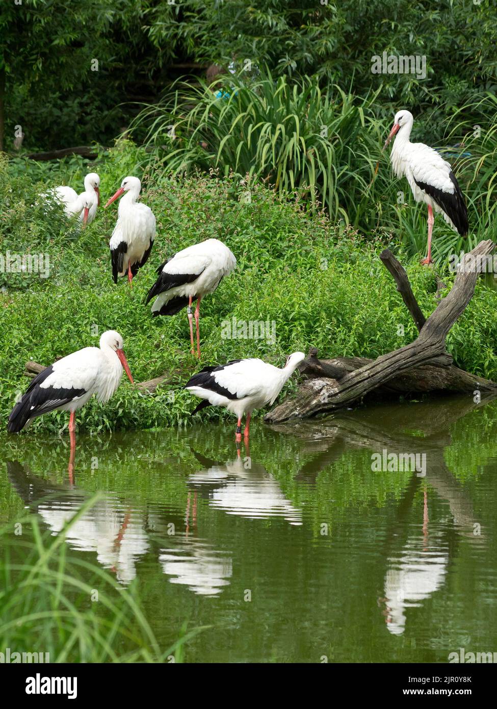 storks in germany Stock Photo - Alamy