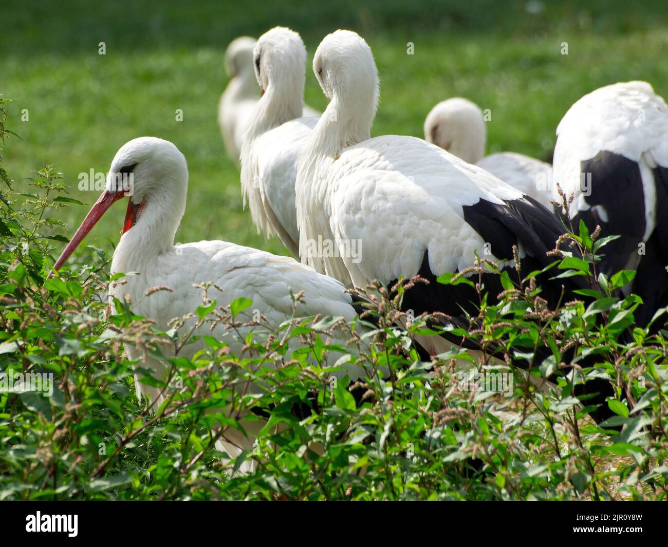 storks in germany Stock Photo - Alamy