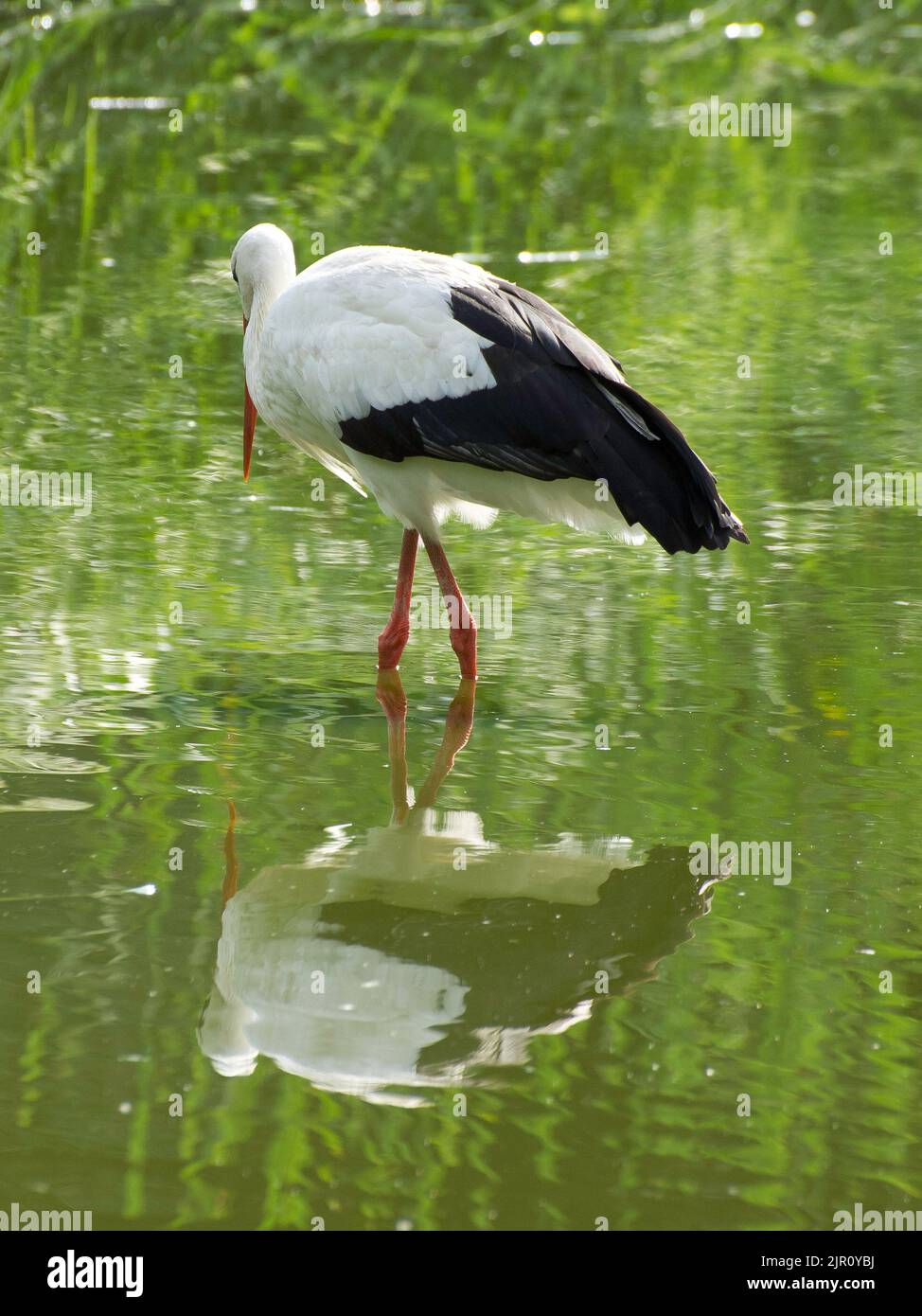 storks in germany Stock Photo - Alamy