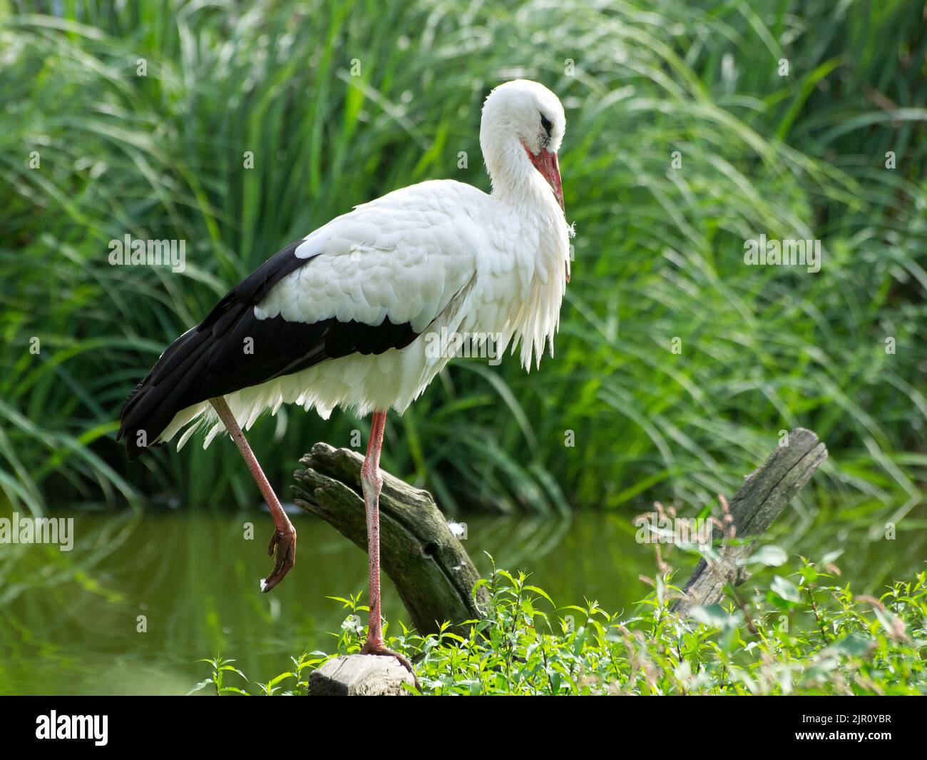 storks in germany Stock Photo - Alamy