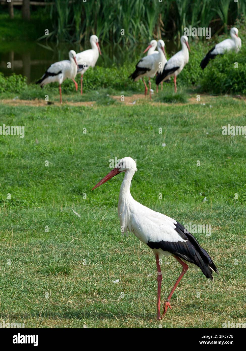 storks in germany Stock Photo - Alamy