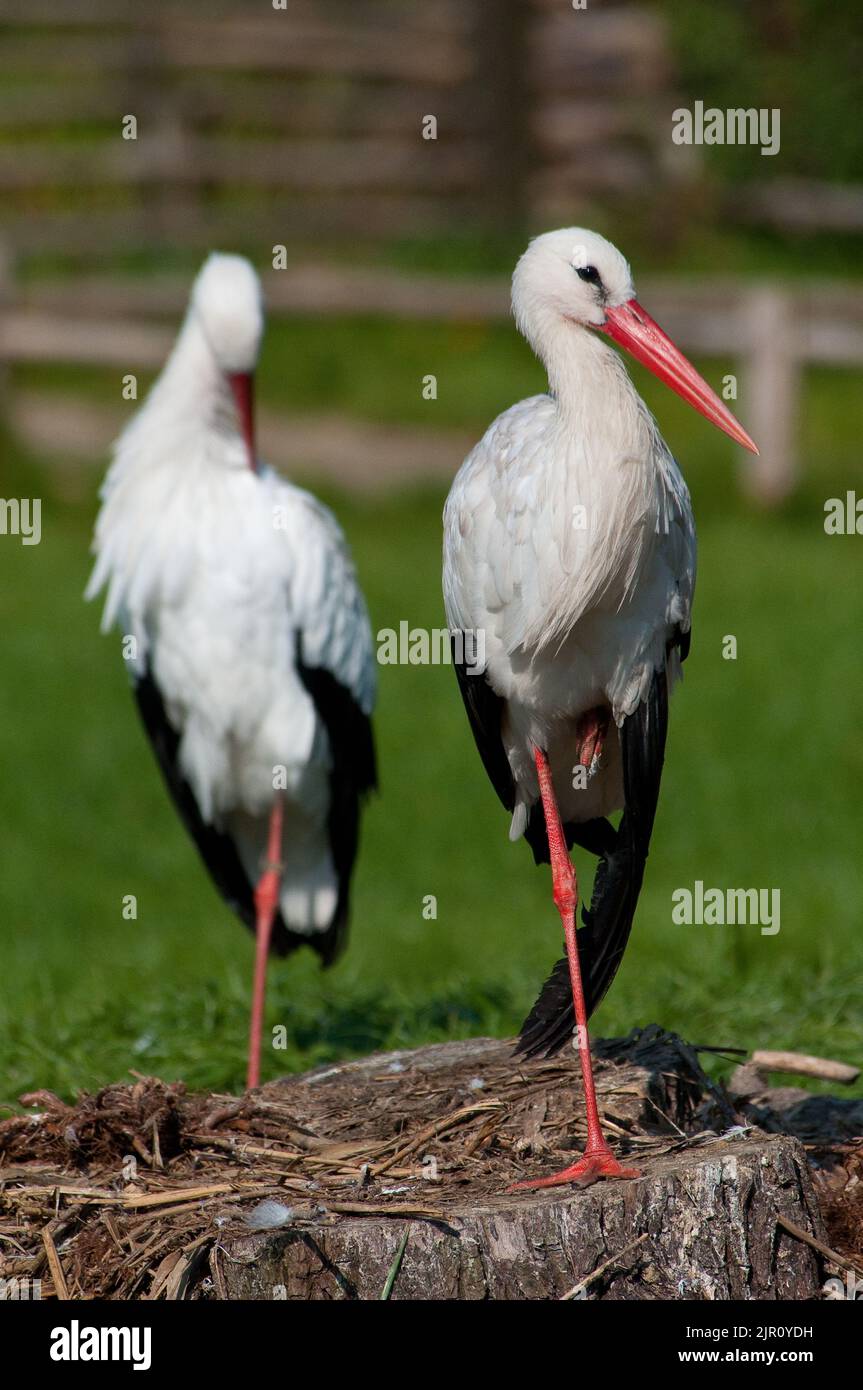 storks in germany Stock Photo - Alamy