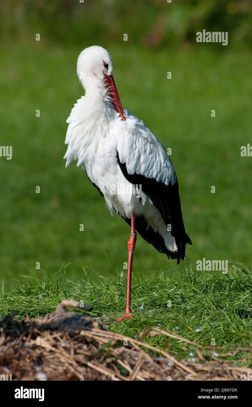 storks in germany Stock Photo - Alamy