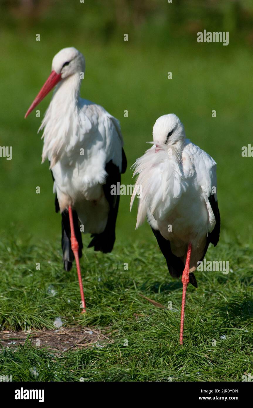 storks in germany Stock Photo - Alamy