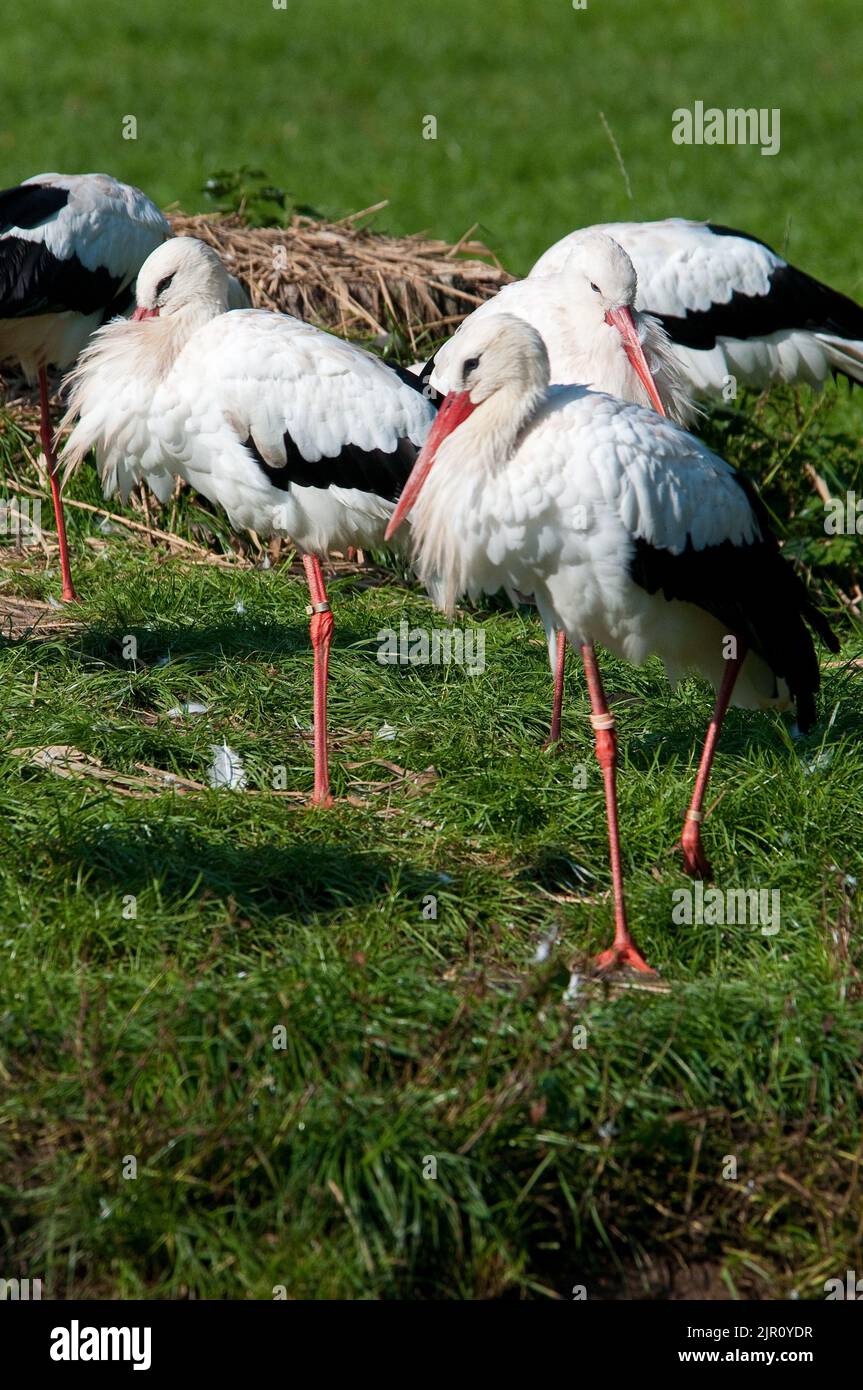 storks in germany Stock Photo - Alamy