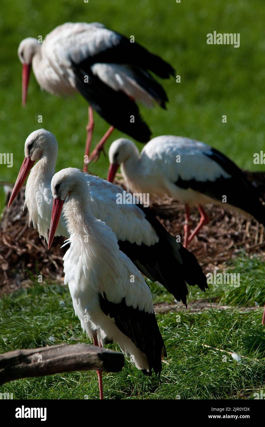 storks in germany Stock Photo - Alamy