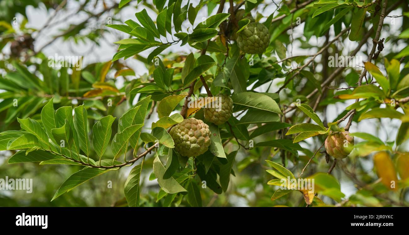 Custard apple fruit growing on a tree, in Thailand Stock Photo - Alamy