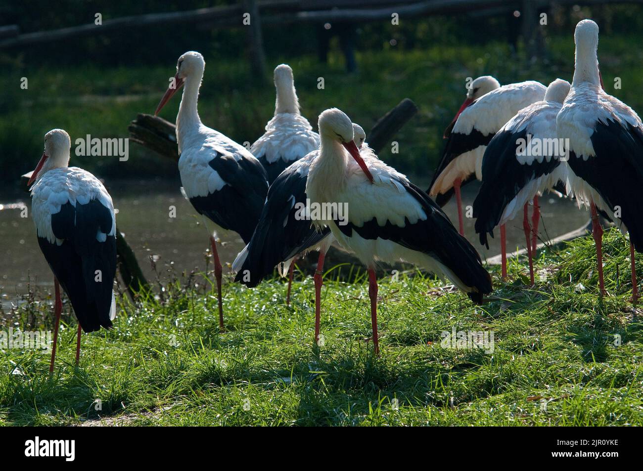 storks in germany Stock Photo - Alamy