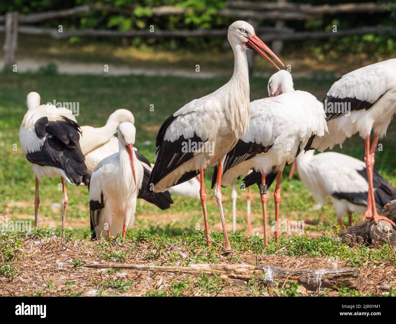 storks in germany Stock Photo - Alamy