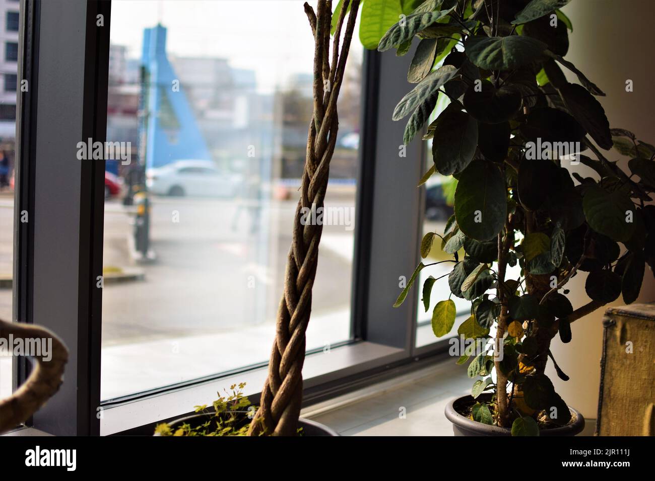 Tangled trunk tree next to a window Stock Photo - Alamy