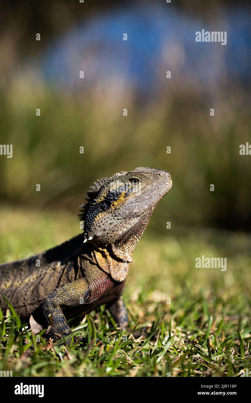 A vertical and closeup shot of the Australian water dragon lizard Stock ...