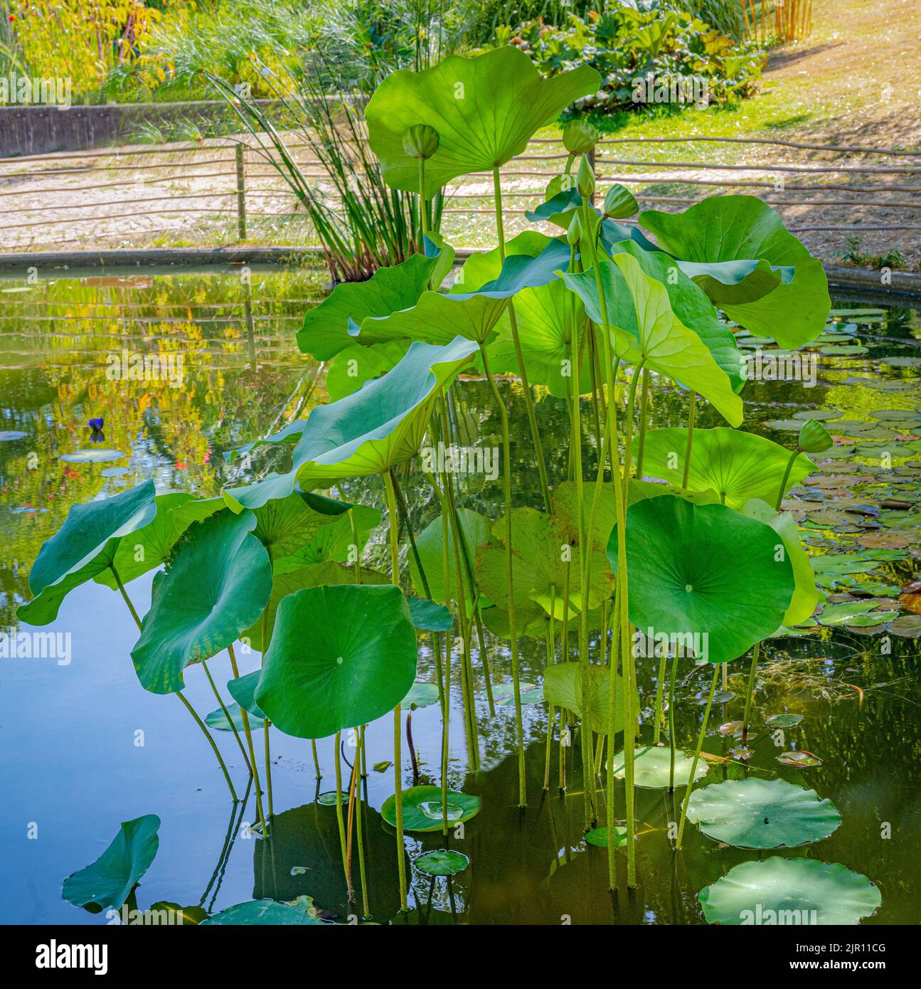 American Lotus Leaf (Nelumbo lutea) in a small pond. Botanical garden ...
