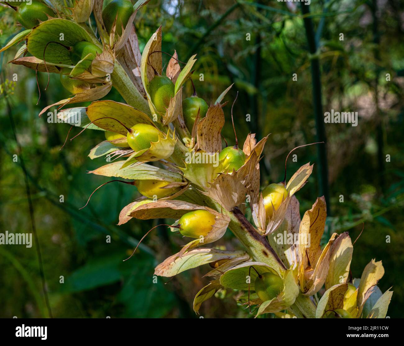 Fruits of artist‘s acanthus (Acanthus Mollis). Botanical garden kit ...