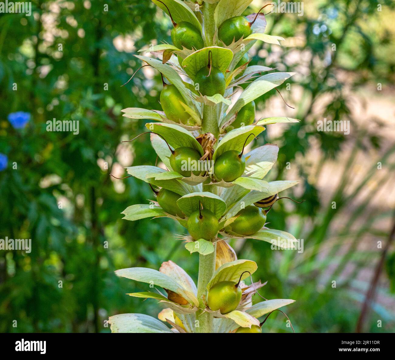 Fruits of artist‘s acanthus (Acanthus Mollis). Botanical garden kit ...