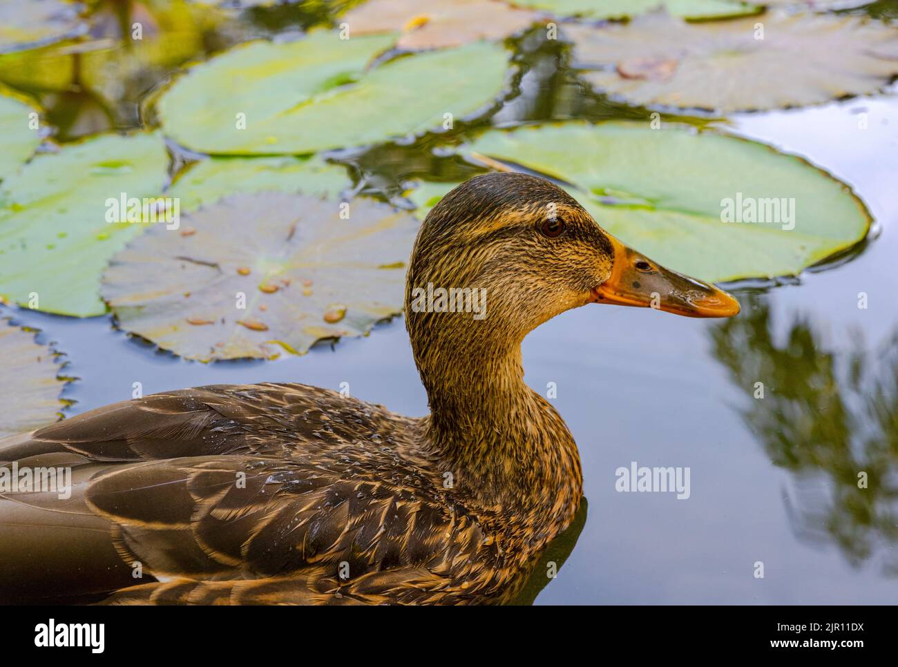 Female Mallard Duck Anas Platyrhynchos In A Small Pond With American