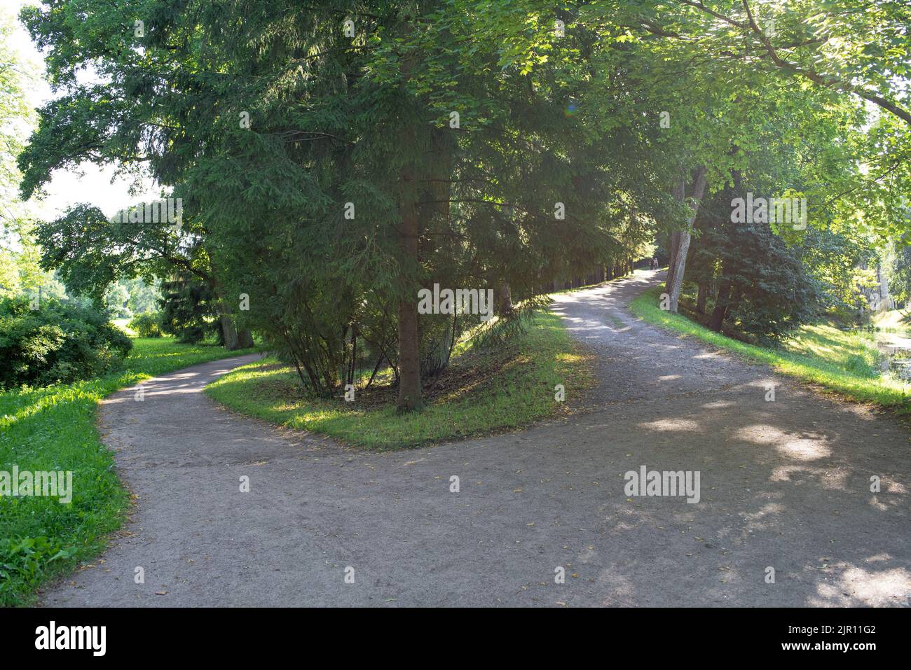 A trail in the park. A forest with trees and green leaves. Beautiful ...