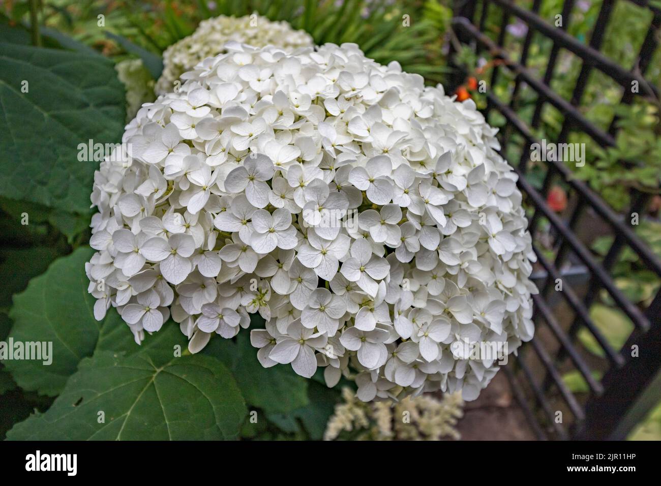 Hydrangea arborescens Annabelle, a large bushy North American shrub ...