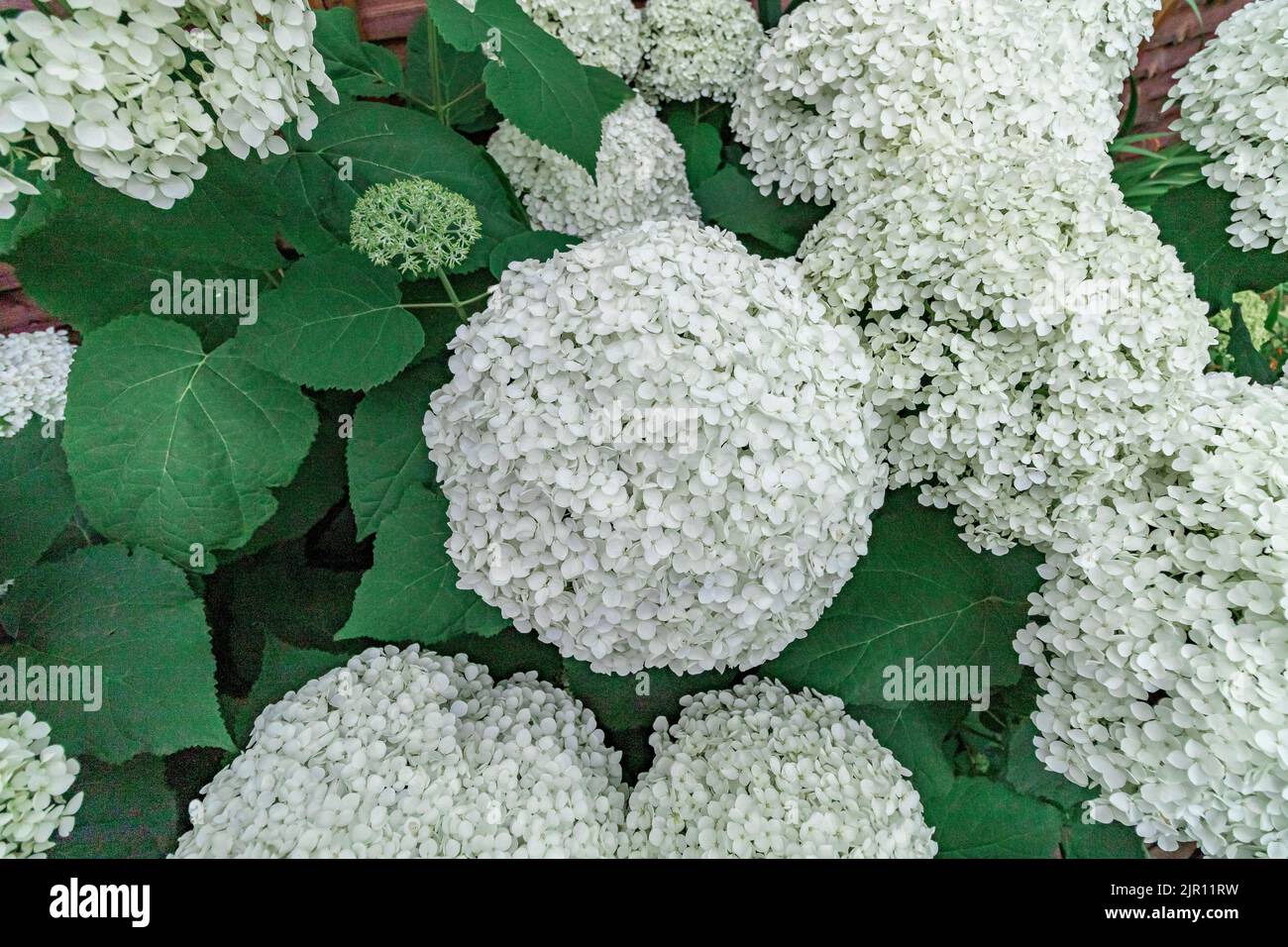 Hydrangea arborescens Annabelle, a large bushy North American shrub ...