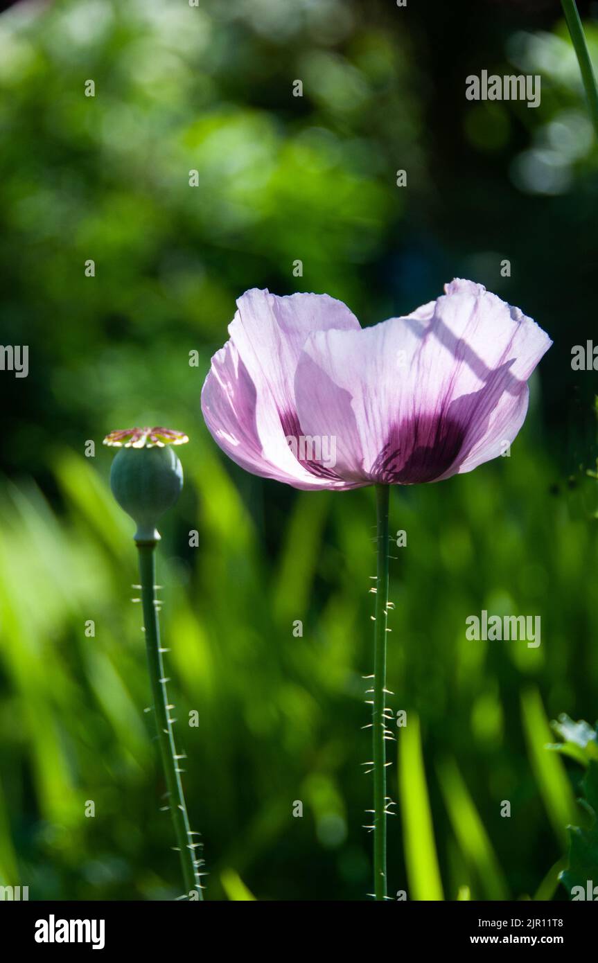 Around the UK - Papaver orientale - Oriental Poppy with seed head ...