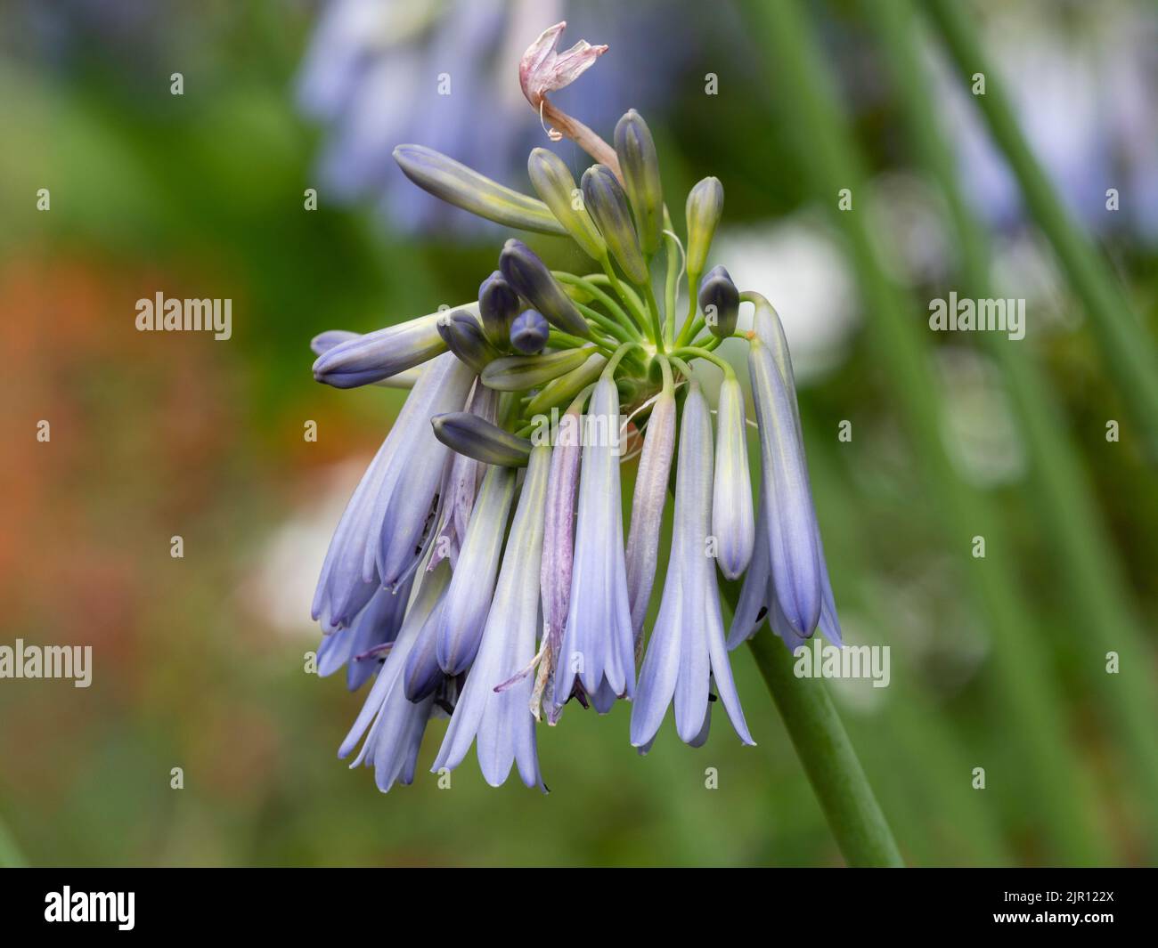 Pendulous tubular blue flowers of the late summer blooming perennial ...
