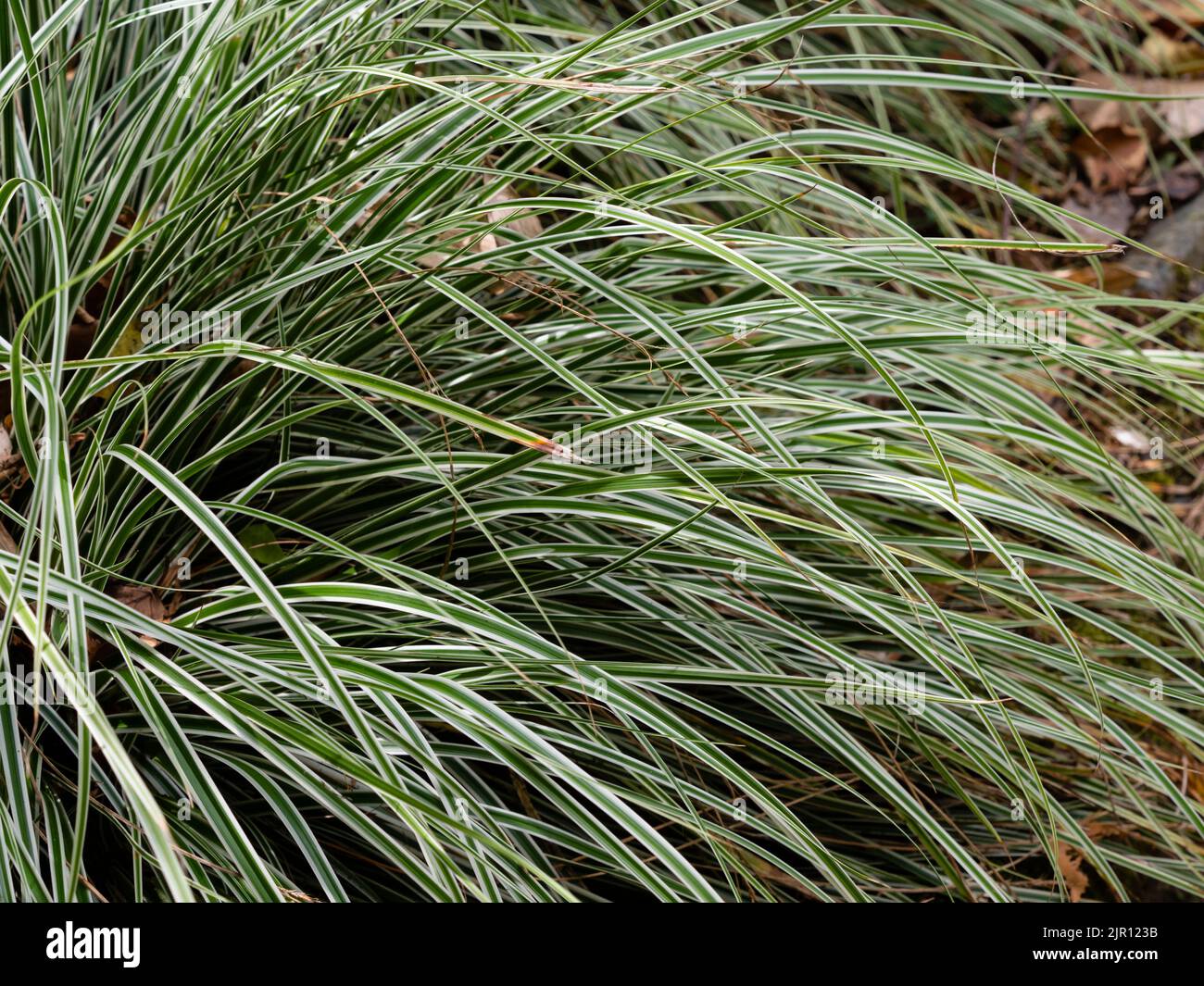 Elegant, arching white edged variegated evergreen leaves of the hardy ...