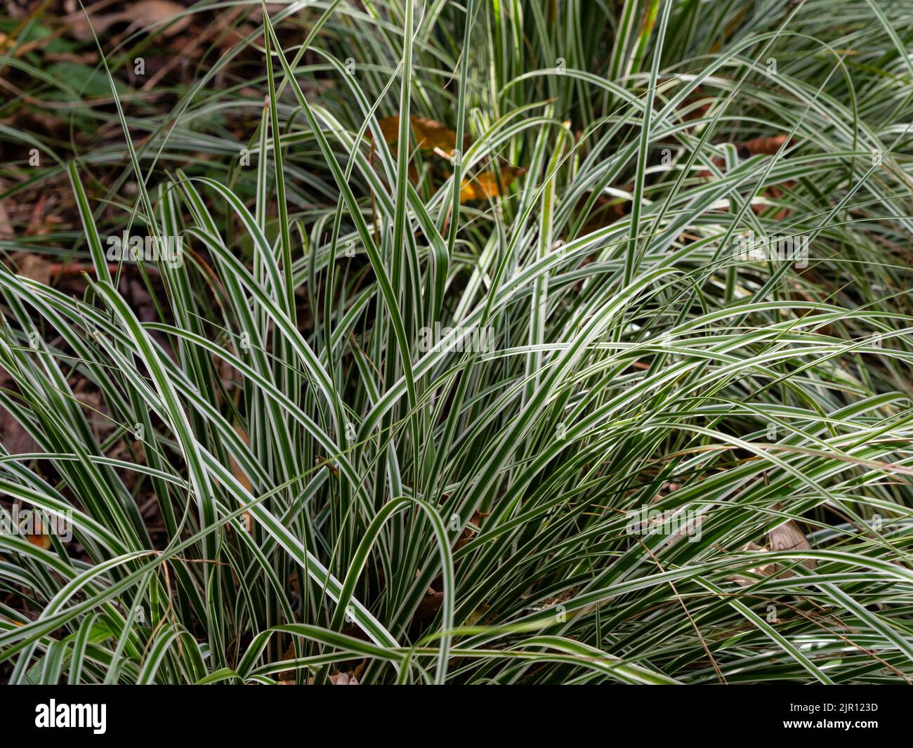 Elegant, arching white edged variegated evergreen leaves of the hardy ...