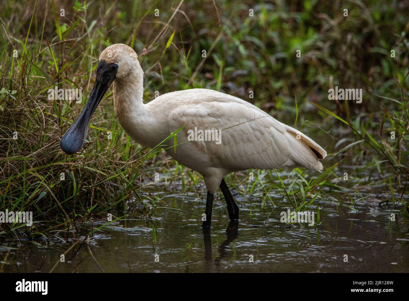 An Australian royal spoon bill in the wetlands Stock Photo - Alamy
