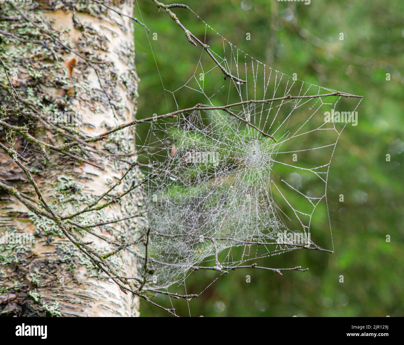 Tree bugs hi-res stock photography and images - Alamy